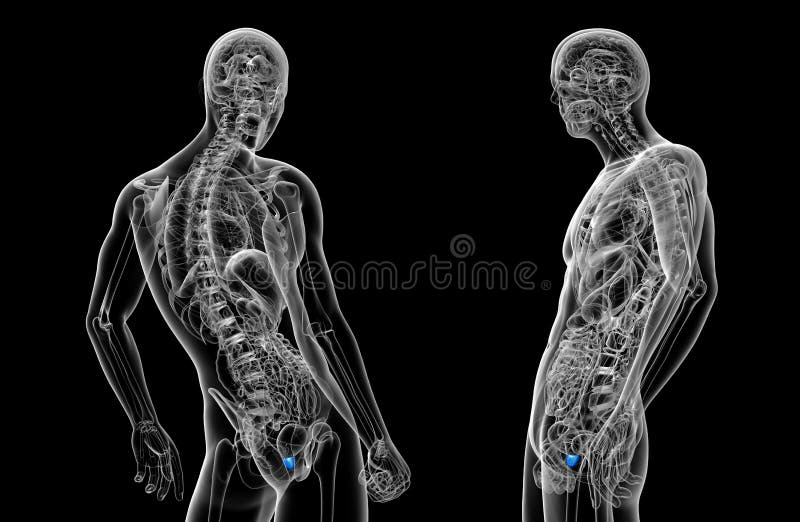 3d Rendering of the Prostate Gland Stock Illustration - Illustration of ...