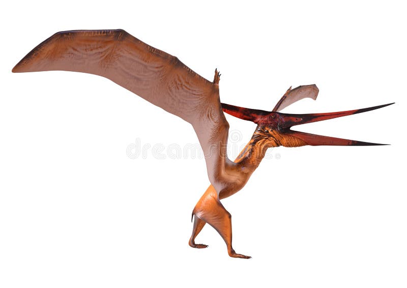 3D Rendering Pteranodon on White Stock Illustration - Illustration of ...
