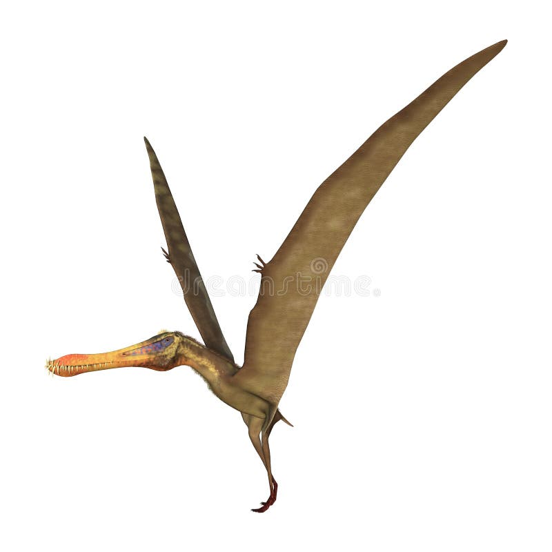 3D Rendering Pterodactyl Anhanguera on White Stock Illustration ...