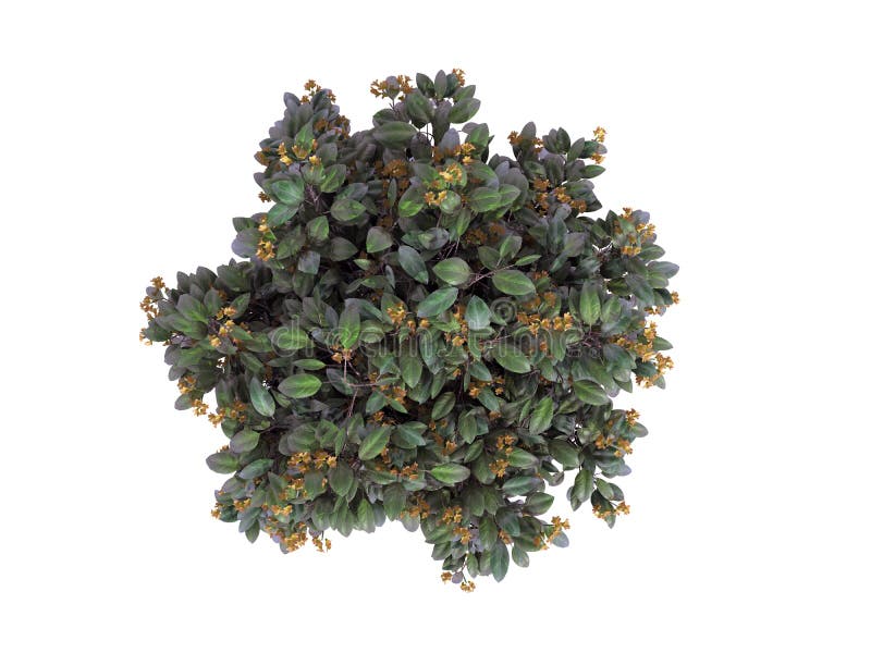 3d Rendering of a Realistic Green Top View Tree Isolated on Whit Stock ...