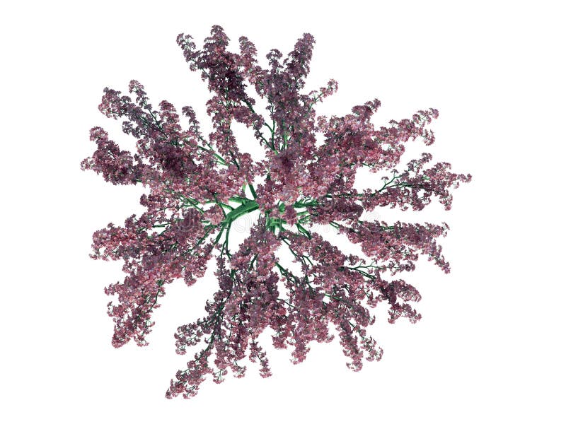 3d Rendering of a Realistic Green Top View Tree Isolated on Whit Stock ...
