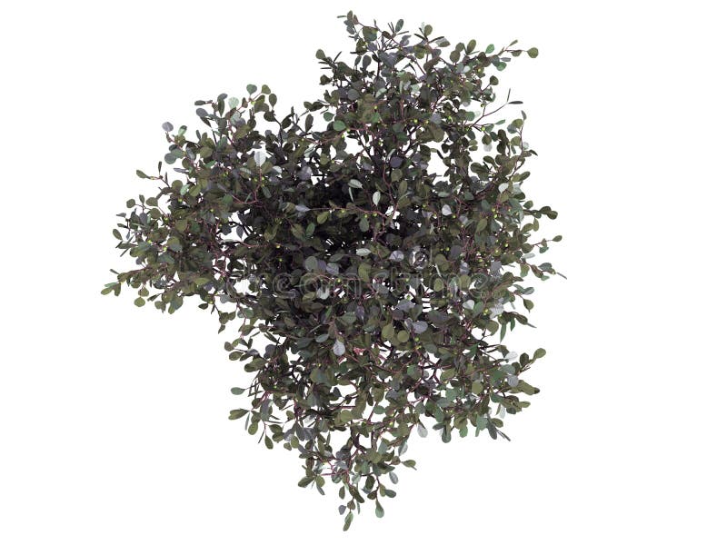 3d Rendering of a Realistic Green Top View Tree Isolated on Whit Stock ...