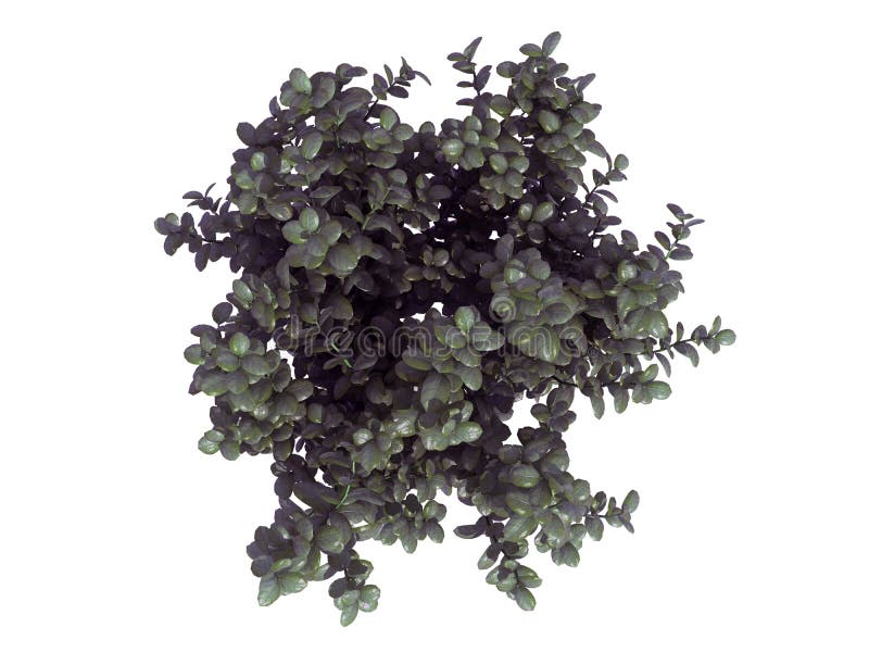 3d Rendering of a Realistic Green Top View Tree Isolated on Whit Stock ...