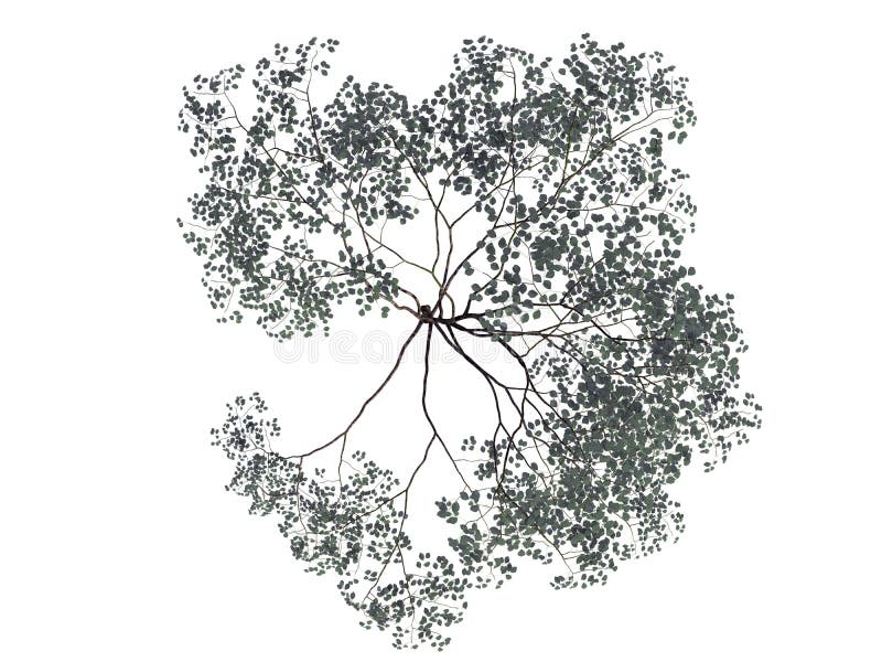 3d Rendering of a Realistic Green Top View Tree Isolated on Whit Stock ...