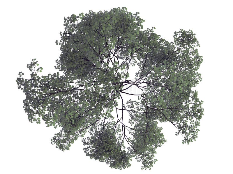 3d Rendering of a Realistic Green Top View Tree Isolated on Whit Stock ...