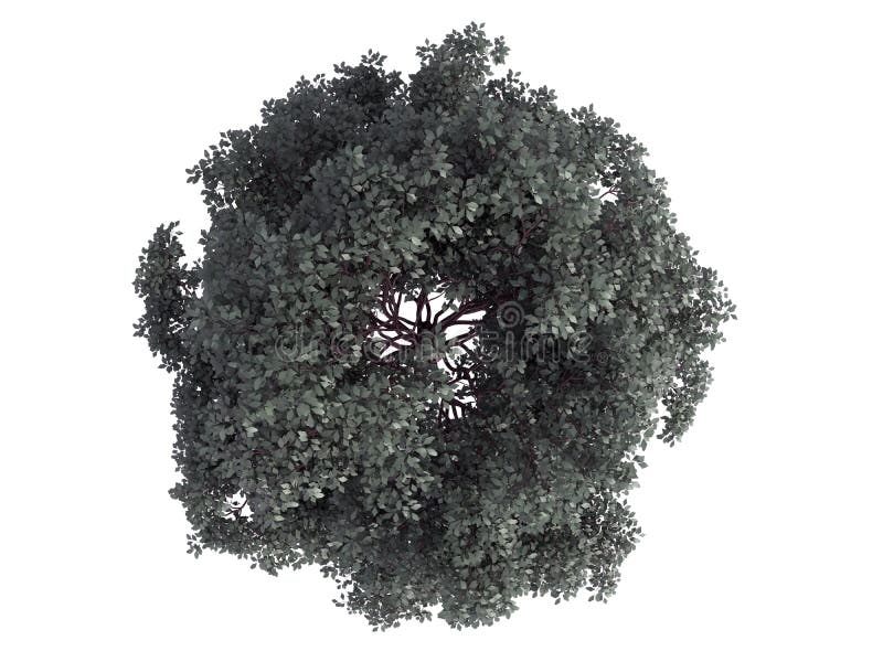 3d Rendering of a Realistic Green Top View Tree Isolated on Whit Stock ...