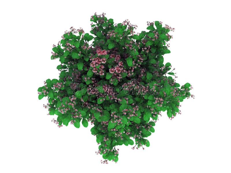 3d Rendering of a Realistic Green Tree Top View Isolated on Whit Stock ...