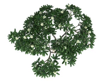 3d Rendering of a Realistic Green Tree Top View Isolated on Whit Stock ...