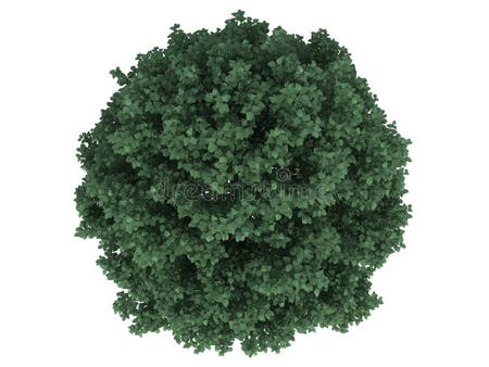3d Rendering of a Realistic Green Tree Top View Isolated on Whit Stock ...
