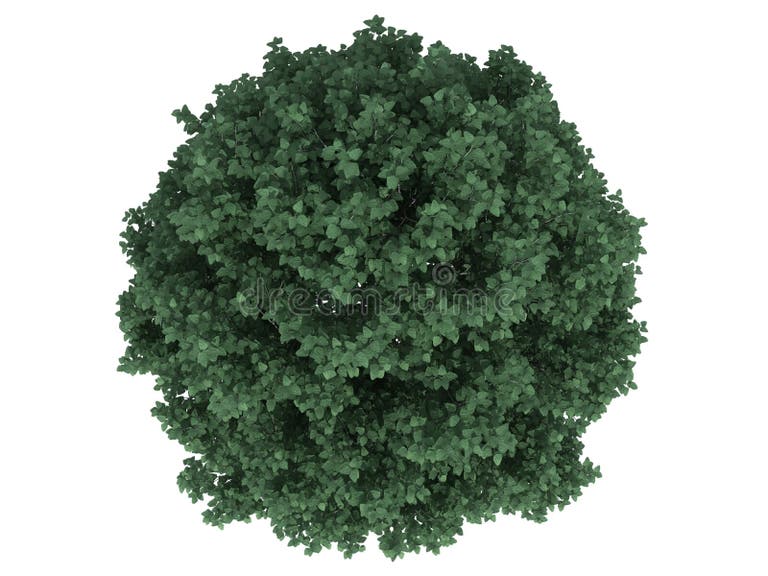 3d Rendering of a Realistic Green Tree Top View Isolated on Whit Stock ...