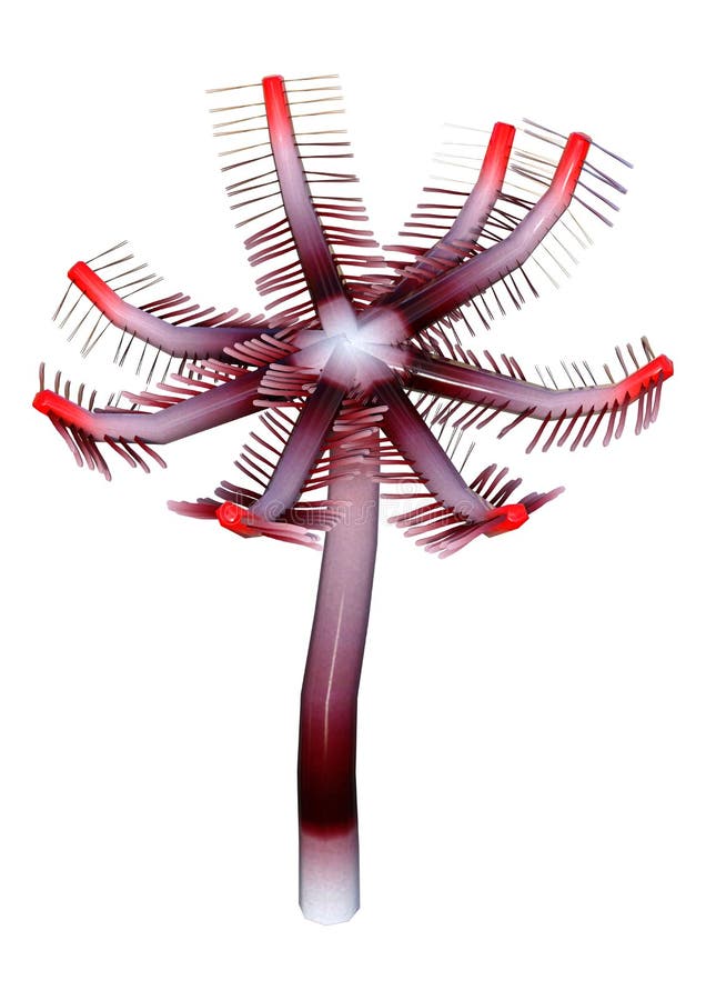 Red Crinoid Stock Illustrations – 8 Red Crinoid Stock Illustrations ...