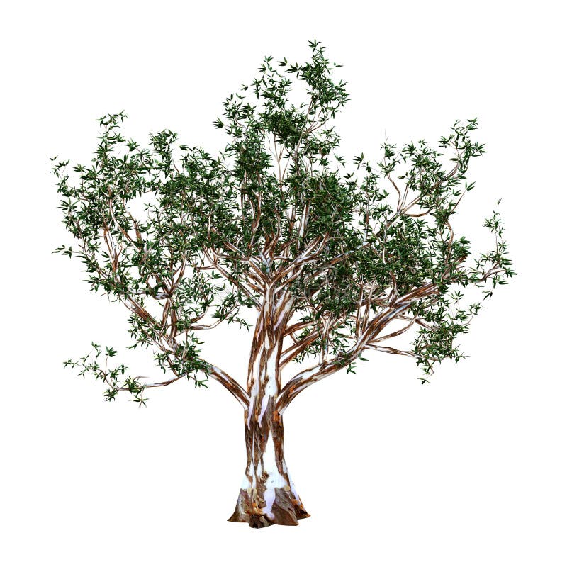 3D Rendering Red Gum Tree on White Stock Photo - Image of australian ...