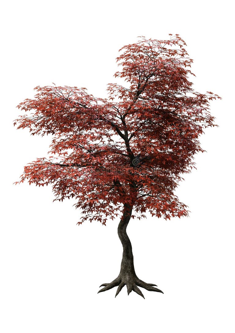 Japanese Maple Tree Stock Illustrations – 5,952 Japanese Maple Tree ...