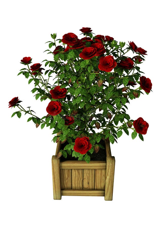 3D Rendering Red Rose Bush on White Stock Image - Image of bush, white ...