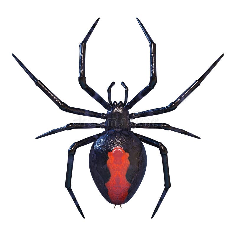 Latrodectus Hasseltii Stock Illustrations – 3 Latrodectus Hasseltii ...