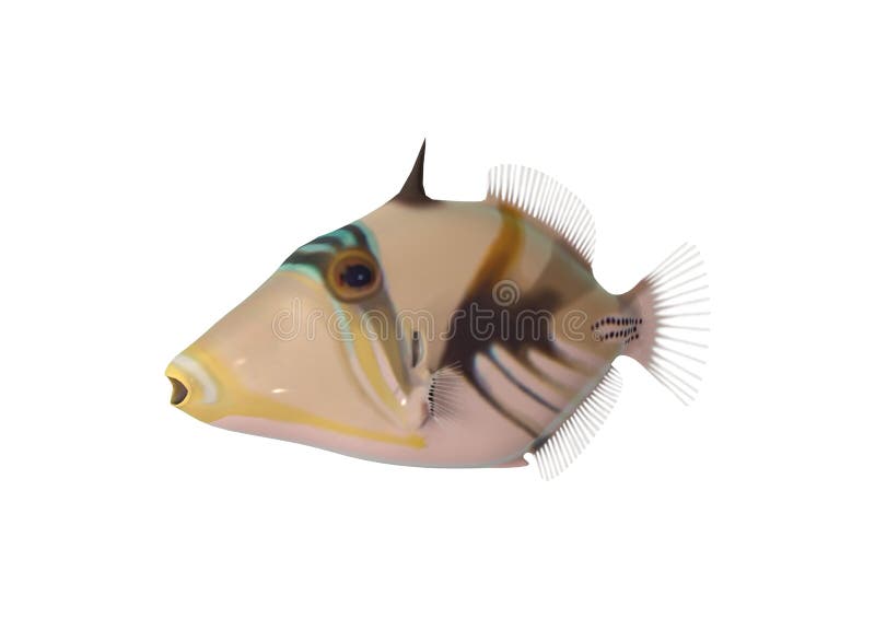 Triggerfish Stock Illustrations – 586 Triggerfish Stock Illustrations ...