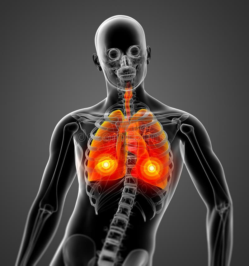 3d Rendering of Respiratory System Stock Illustration - Illustration of ...