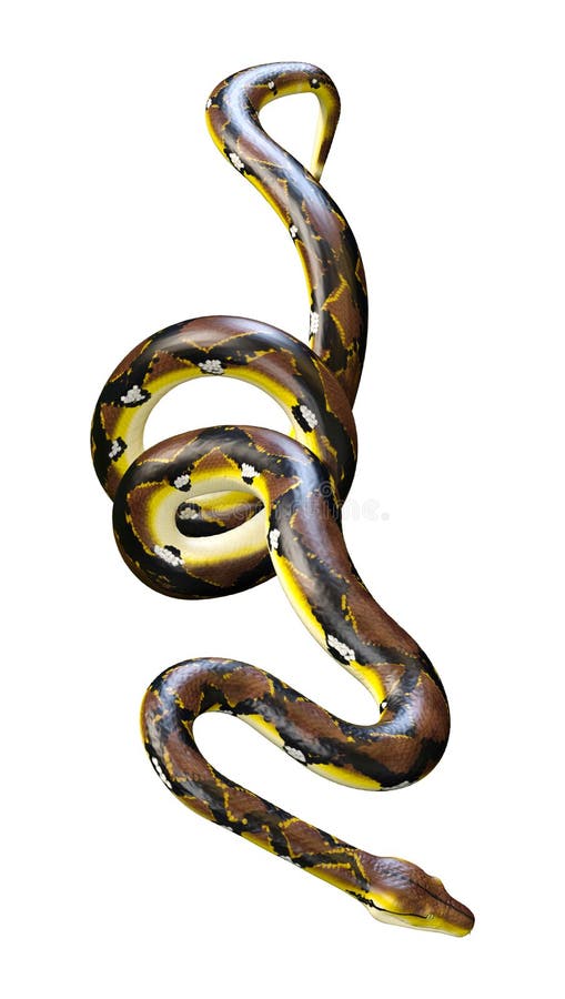 Reticulated Python Illustration Stock Illustration - Illustration of ...