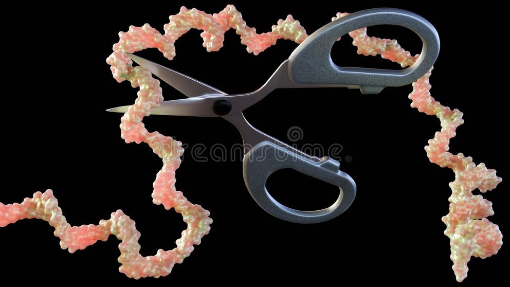 A 3d Rendering of RNA Molecule and a Pair of Scissors. Stock ...