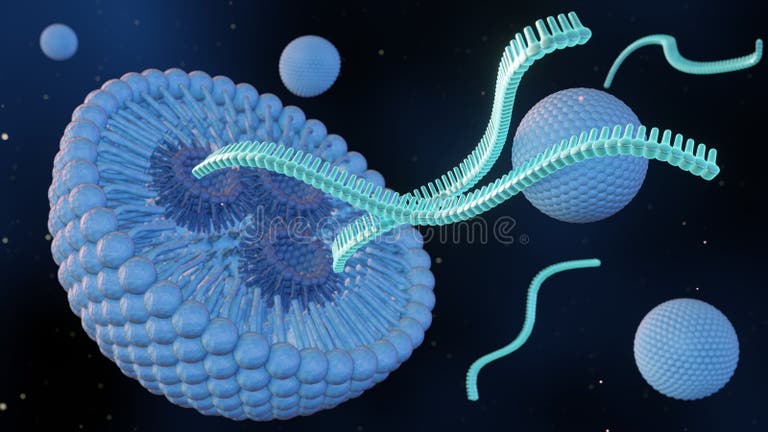 Mrna Lipid Nanoparticles Stock Illustrations – 21 Mrna Lipid ... Mrna Lipid Nanoparticles Stock Illustrations – 21 Mrna Lipid ...