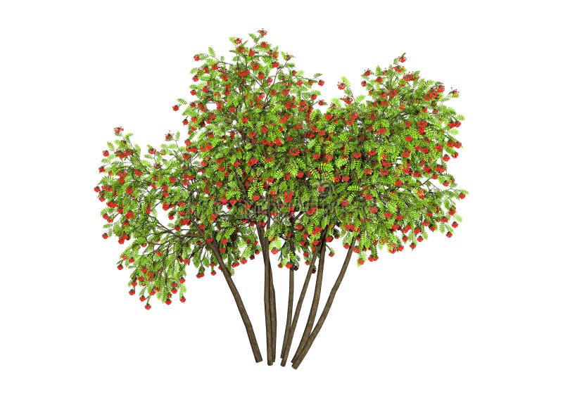 3D Rendering Rowan Trees on White Stock Image - Image of foliage ...
