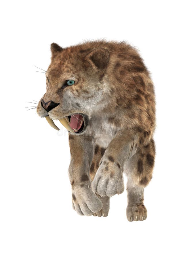 3D Rendering Saber Tooth Tiger on White Stock Illustration ...