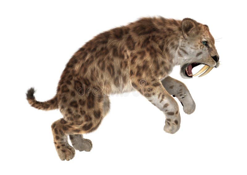 3D Rendering Saber Tooth Tiger on White Stock Illustration ...