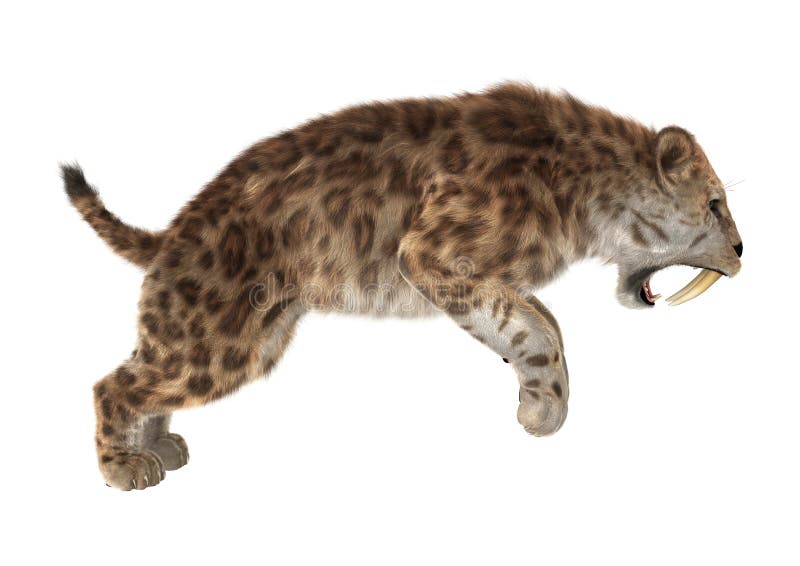 Shira Saber Tooth Tiger