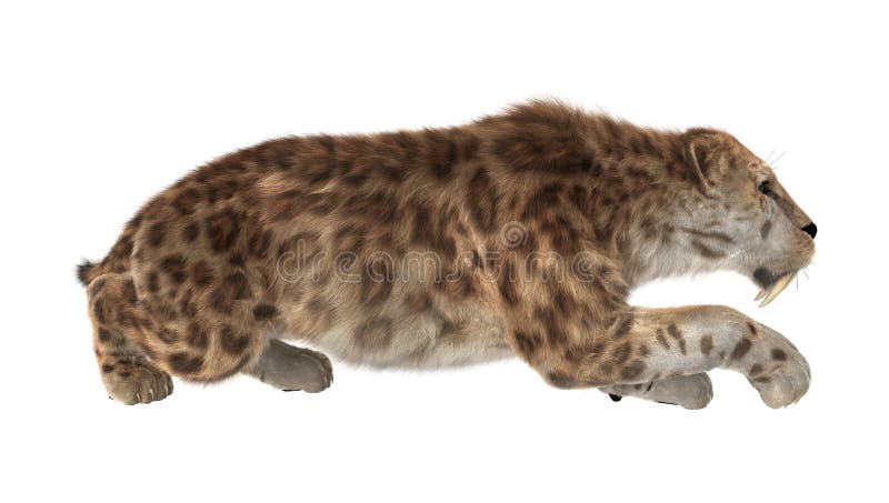 Shira Saber Tooth Tiger