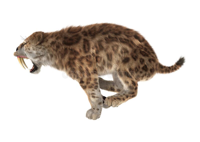3D Rendering Saber Tooth Tiger on White Stock Photo - Image of wildlife ...