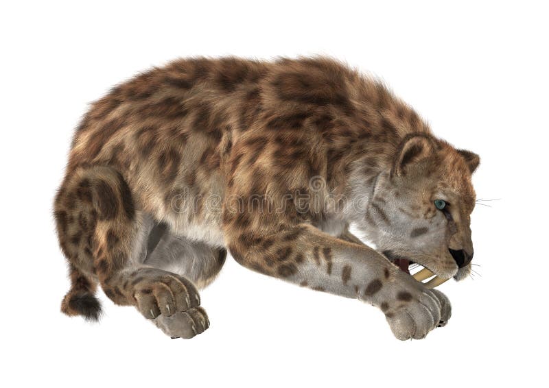 Sabertooth Bat Isolated on White Background Stock Illustration ...