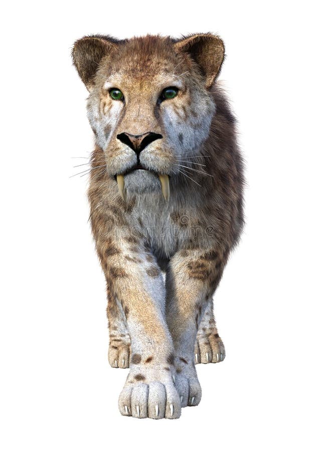 Sabertooth Walking Cartoon Color Illustration Stock Vector ...