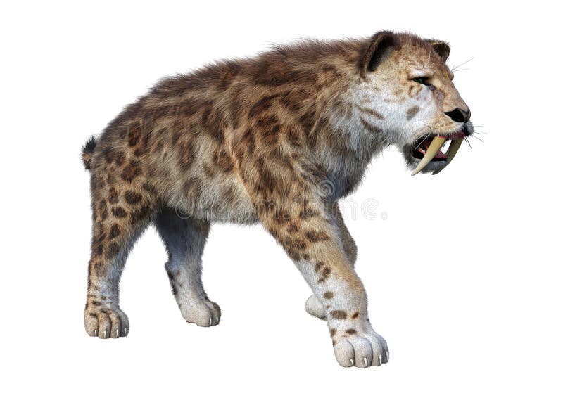3D Rendering Sabertooth Tiger on White Stock Illustration ...