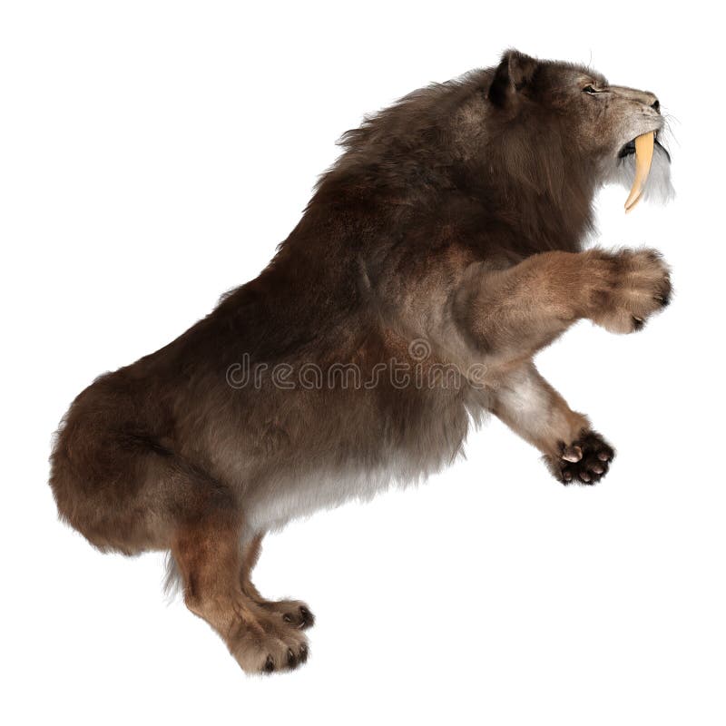 3D Rendering Sabertooth Tiger on White Stock Illustration ...