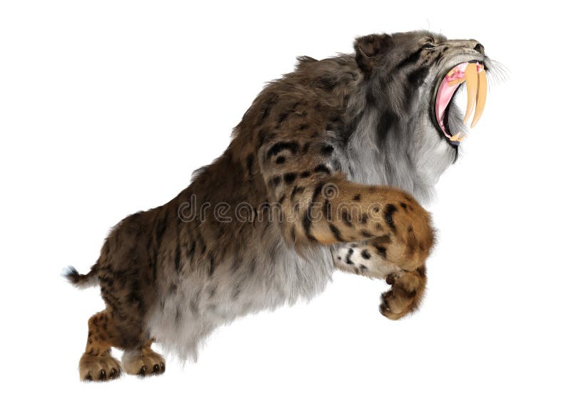 3D Rendering Sabertooth Tiger on White Stock Illustration ...