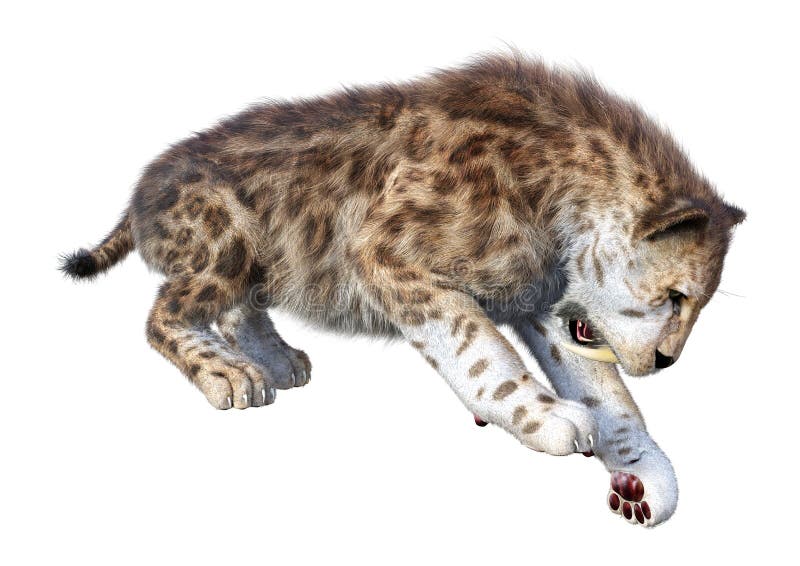 3D Rendering Sabertooth Tiger on White Stock Illustration ...