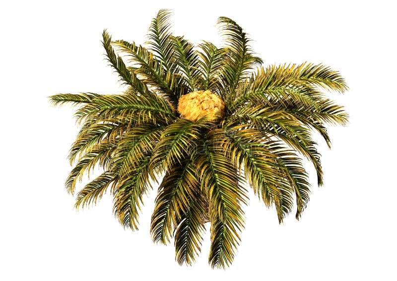 Metroxylon Sagu Stock Illustrations – 4 Metroxylon Sagu Stock ...