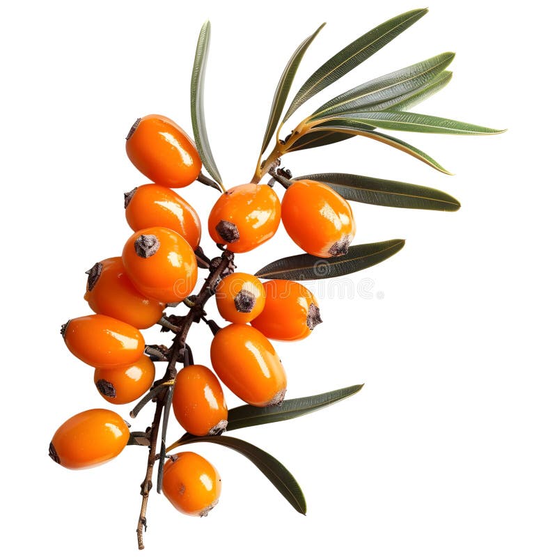 3D Rendering of a Sallow Thorn on Transparent Background - Ai Generated ...