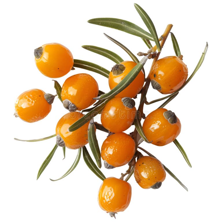 3D Rendering of a Sallow Thorn on Transparent Background - Ai Generated ...