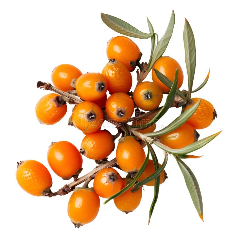 3D Rendering of a Sallow Thorn on Transparent Background - Ai Generated Stock Illustration ...