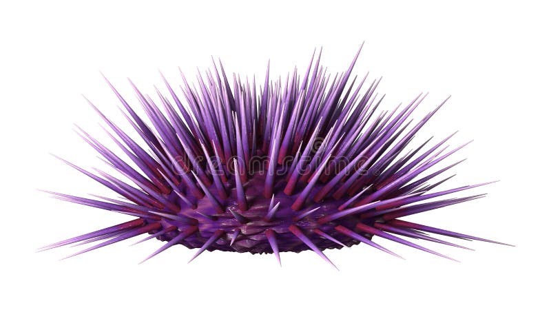 3D Rendering Sea Urchin Isolated on White Background Stock Illustration ...