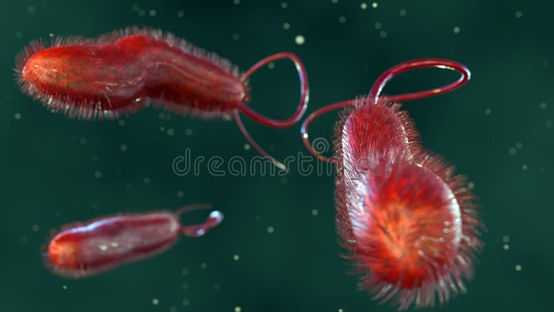 3d Rendering of Shewanella Bacterium Stock Illustration - Illustration ...