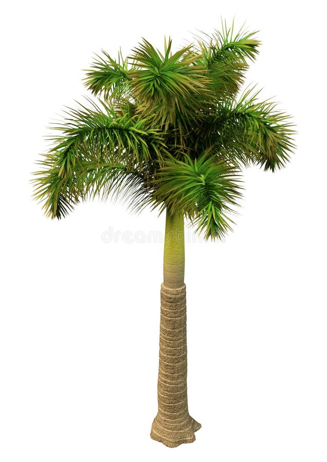 Foxtail Palm Tree Isolated on White. Top View Stock Illustration ... Foxtail Palm Tree Isolated on White. Top View Stock Illustration ...