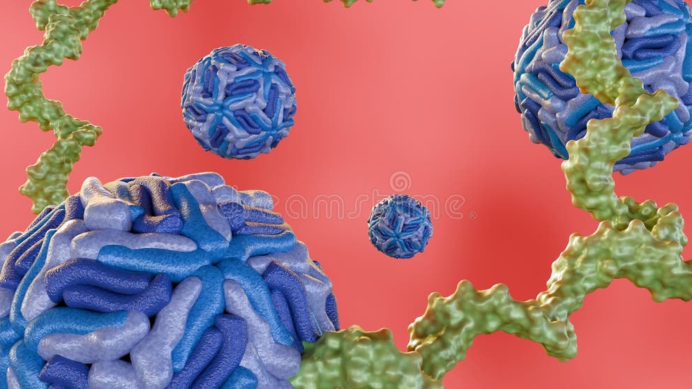 A Single Stranded RNA Molecule is Emerging from the Dengue Virus. Stock ...