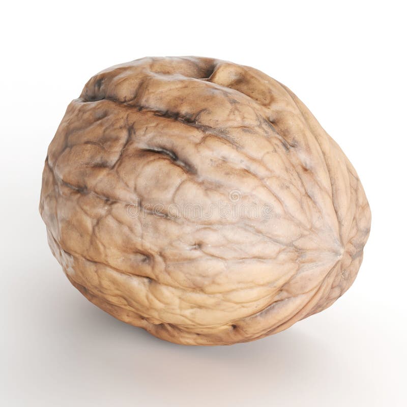 3D Rendering of a Single Whole Walnut Lying on a White Background Stock ...