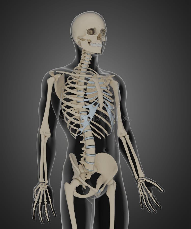 3d Rendering of Skeletal Anatomy Stock Illustration - Illustration of ...