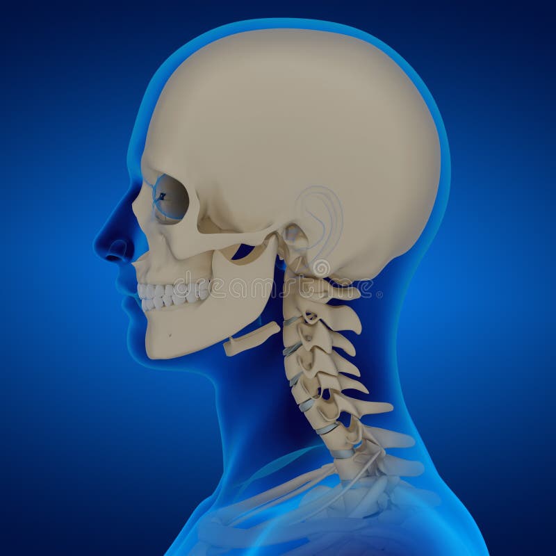 3d Rendering of Skull Anatomy Stock Illustration - Illustration of ...