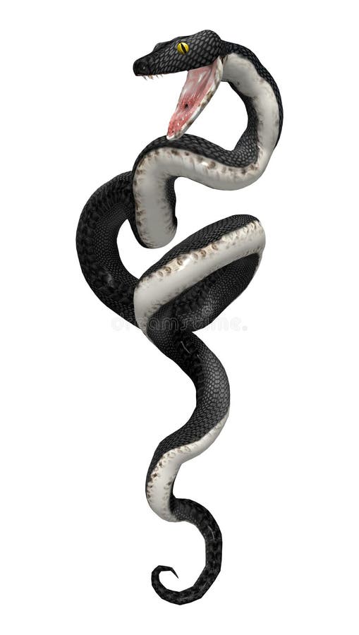 Black Racer Snake Stock Illustrations – 75 Black Racer Snake Stock ...