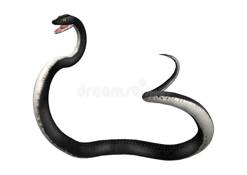 Black Racer Snake Stock Illustrations – 75 Black Racer Snake Stock ...