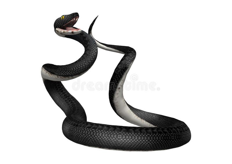Black Racer Snake Stock Illustrations – 33 Black Racer Snake Stock ...